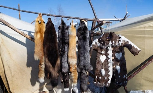 Is It Illegal to Kill Animals for Coats Now? - Law Legal Hub